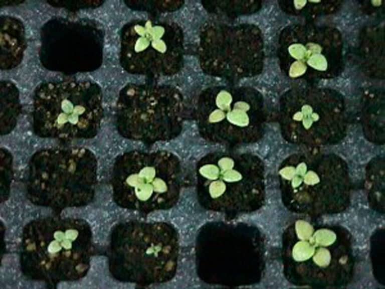 Preparación de almácigos o plantitas - ULTRA HUERTOS