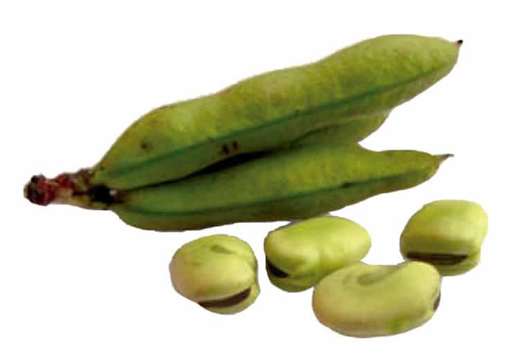 Haba: suelo, abono, siembra, riego, transplante... 2020