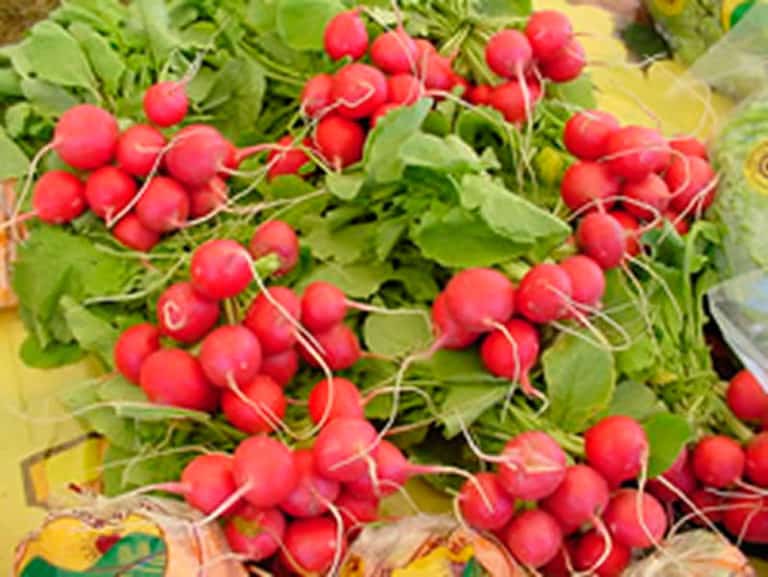 Rábano: suelo, abono, siembra, riego, transplante... 2020